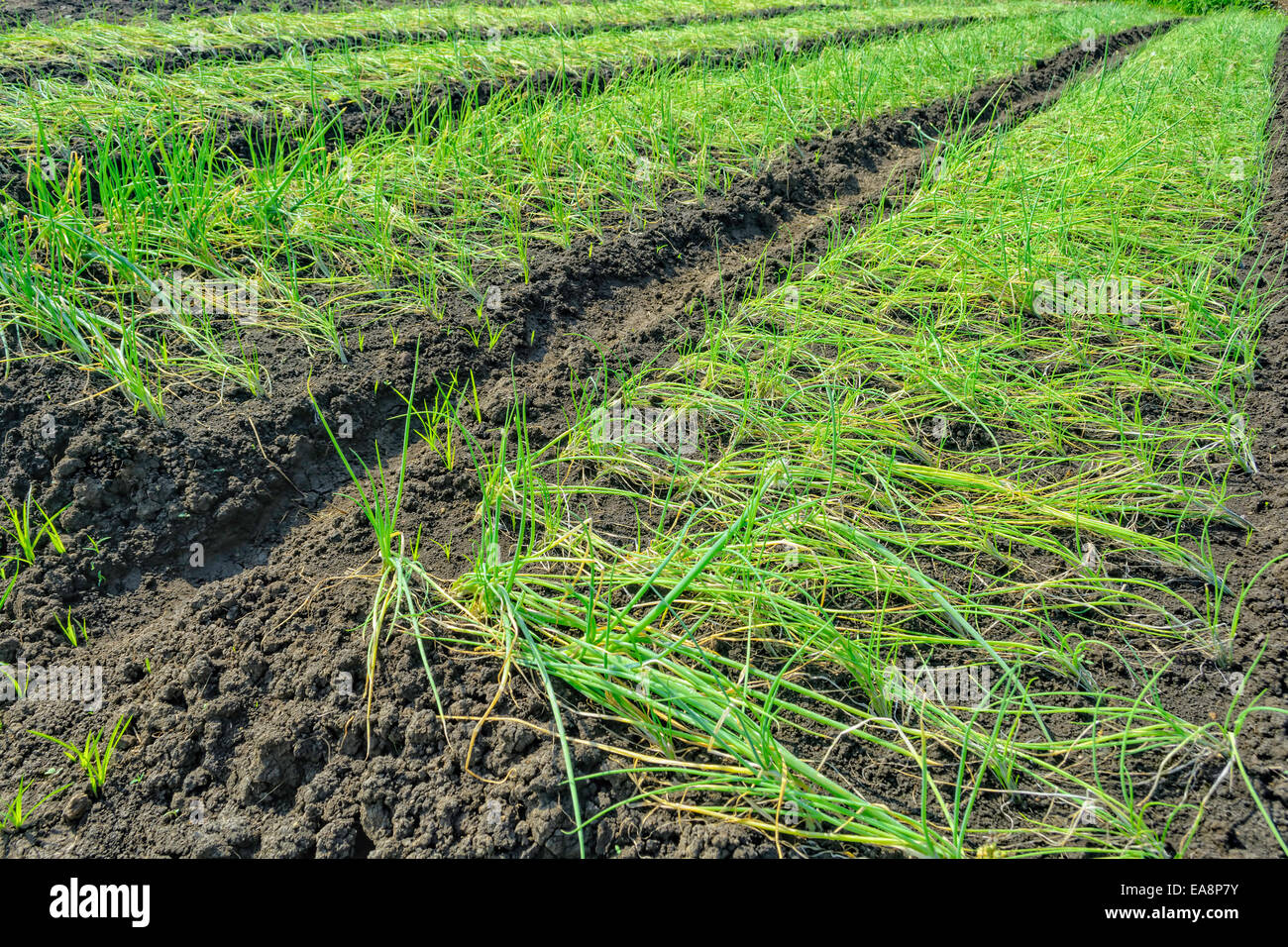 Rows of onion plots in a vegetable farm Stock Photo - Alamy