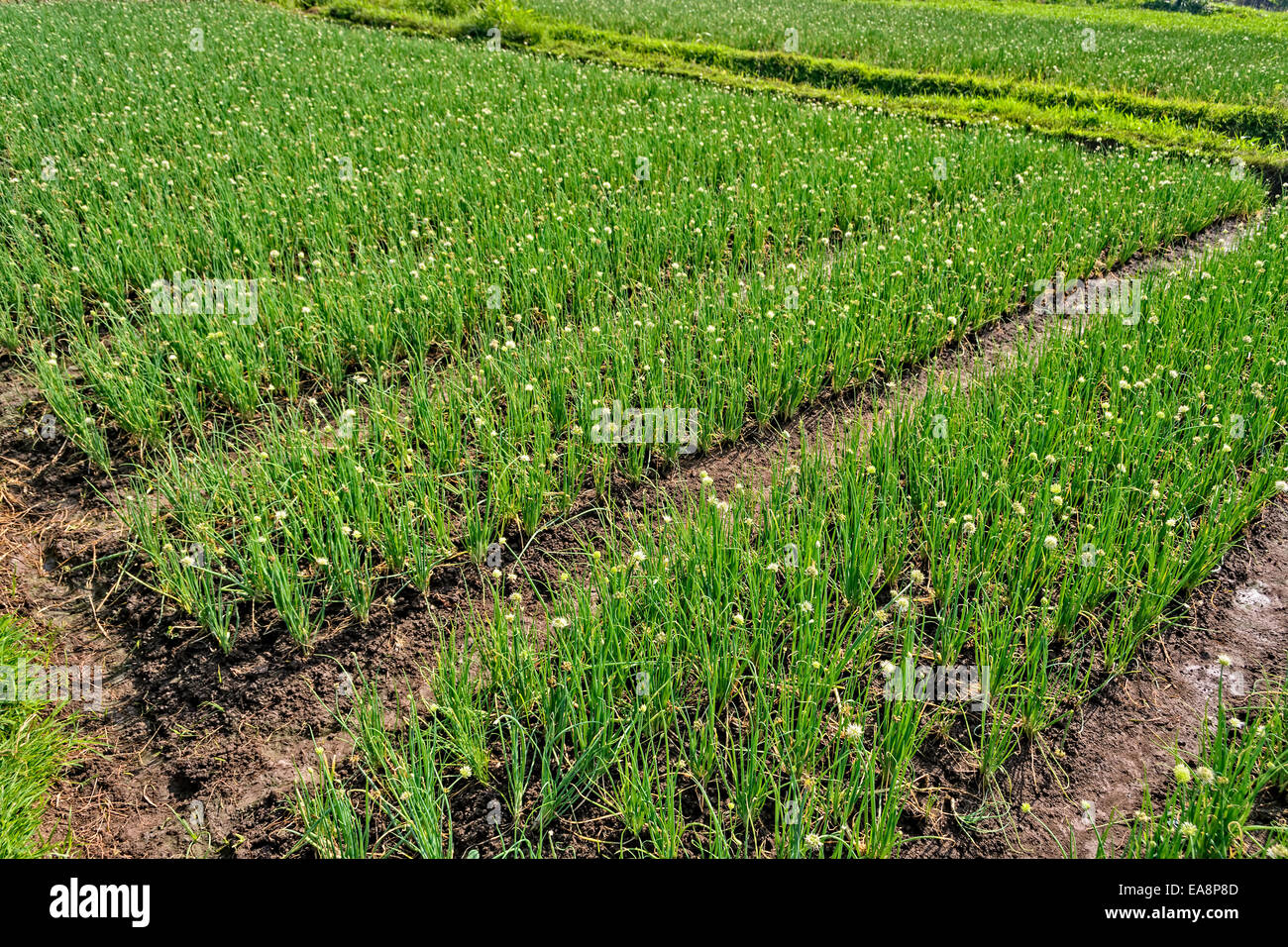 Rows of onion plots in a vegetable farm Stock Photo - Alamy