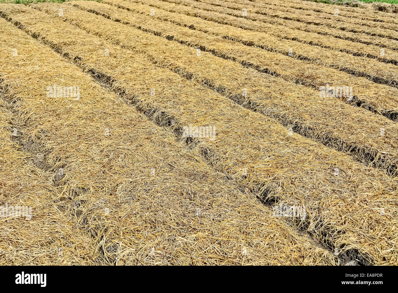 Rows of organic vegetable plots ready for planting Stock Photo - Alamy