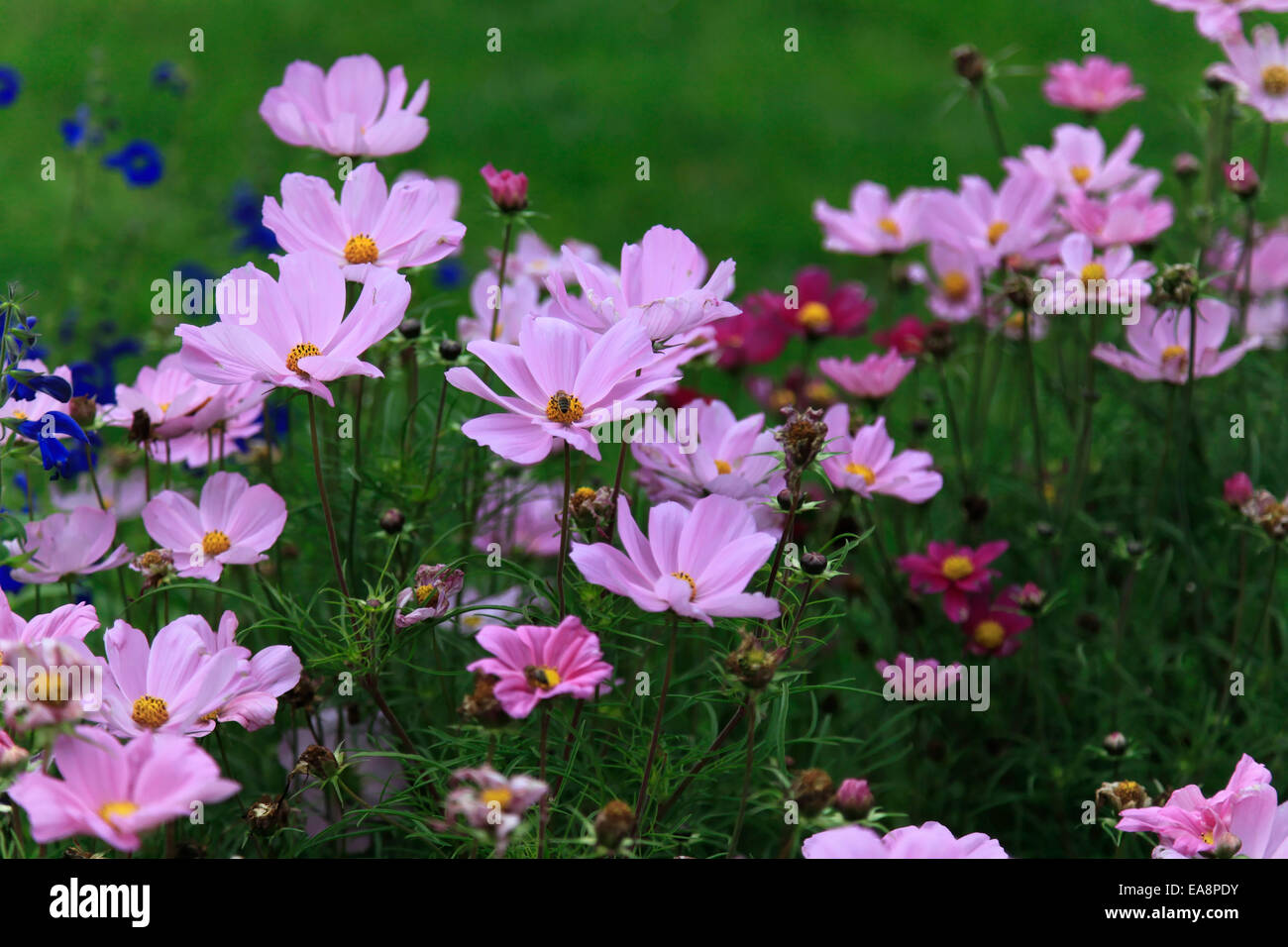 Blooming Purple flower Stock Photo - Alamy