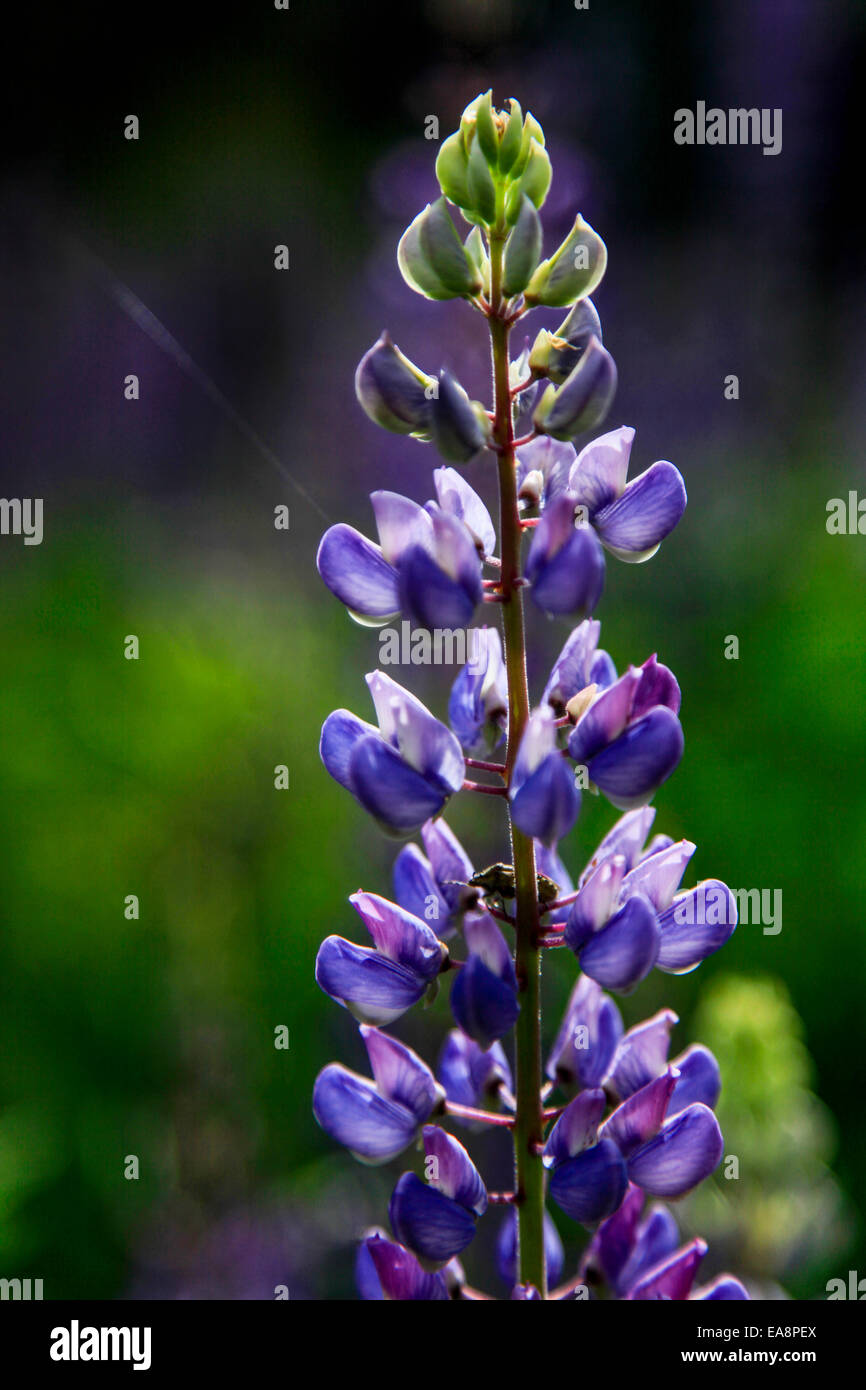 Blue Lupin High Resolution Stock Photography and Images - Alamy