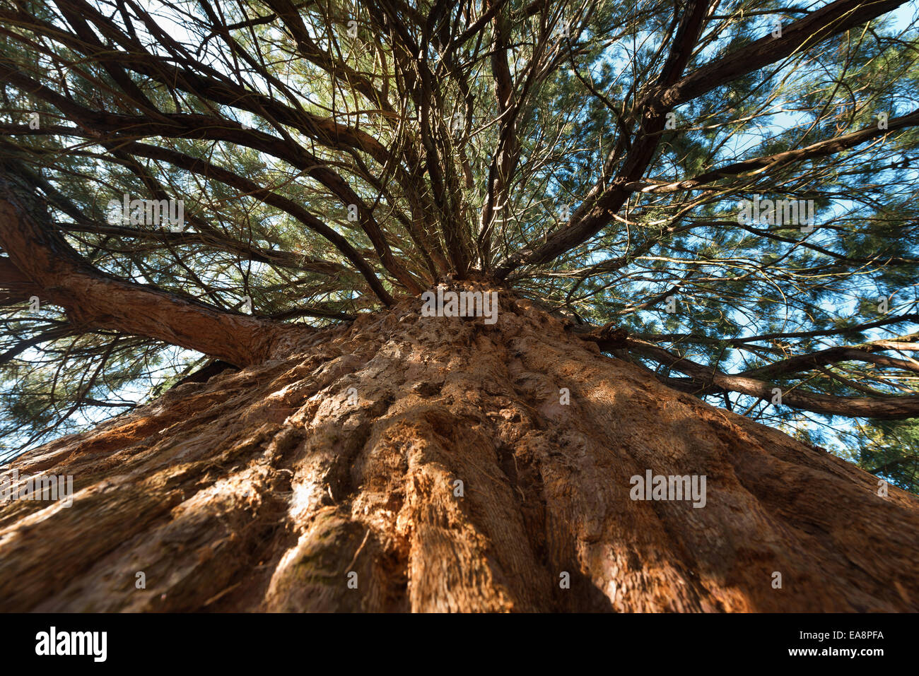 one massive coniferous giant redwood at ground level showing the ...