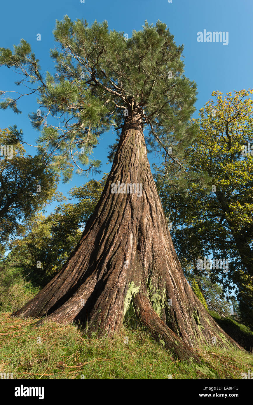 one massive coniferous giant redwood at ground level showing the ...