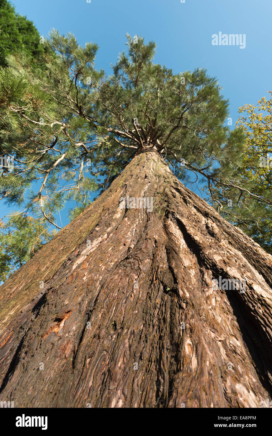 one massive coniferous giant redwood at ground level showing the ...