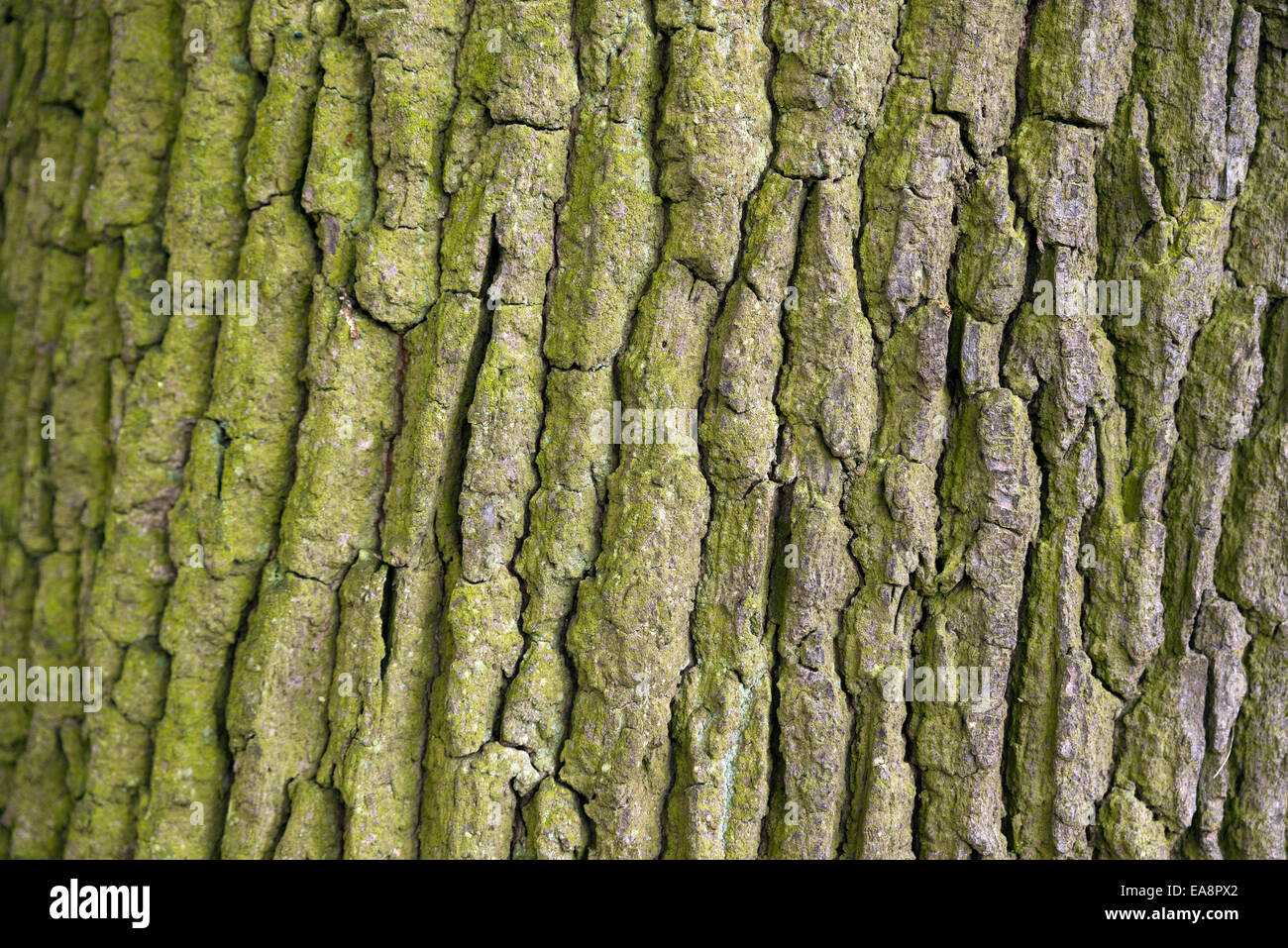 Close up view of a natural texture, tree bark Stock Photo - Alamy