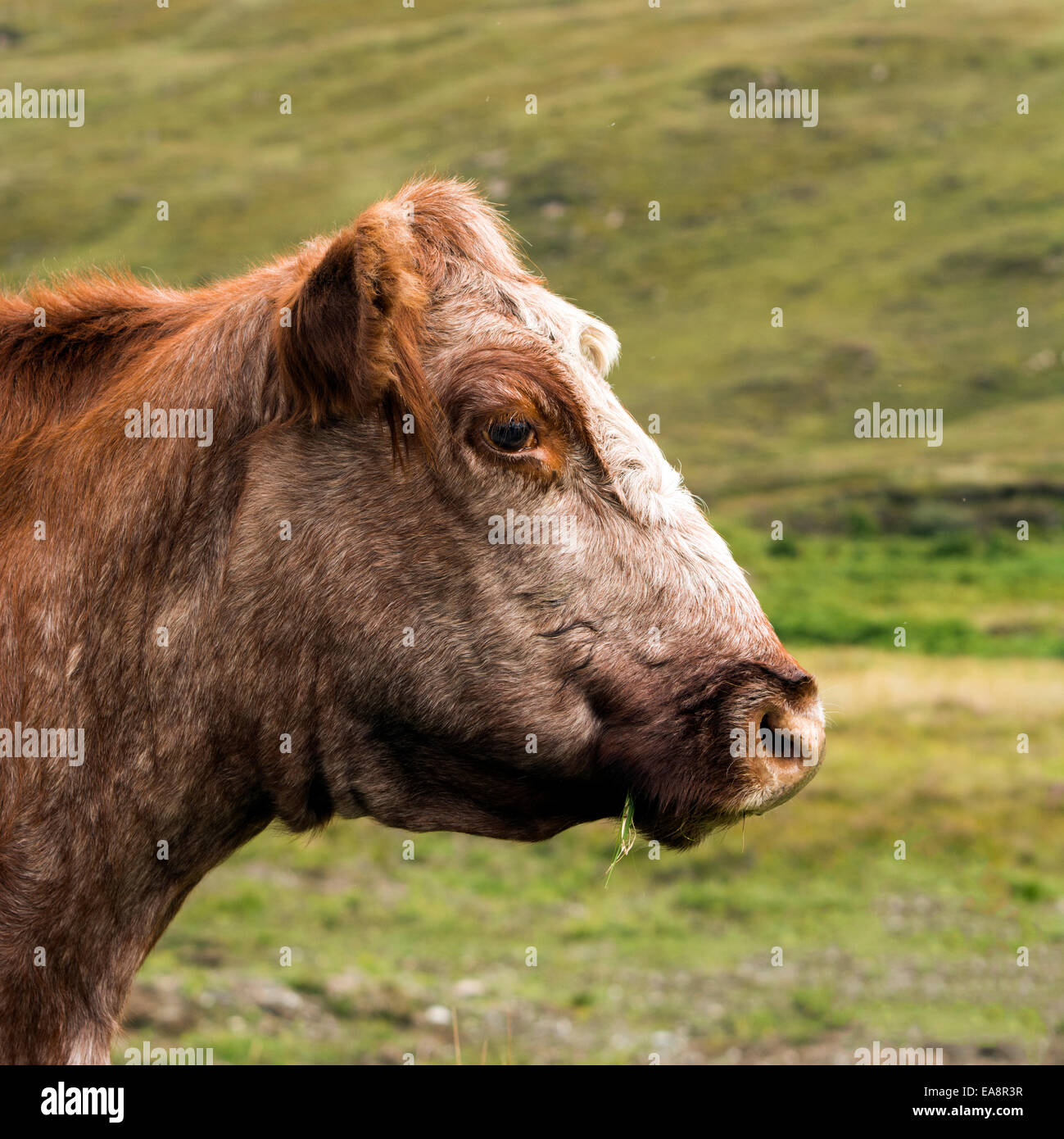 Close up of a cow's head with a natural field background Stock Photo ...