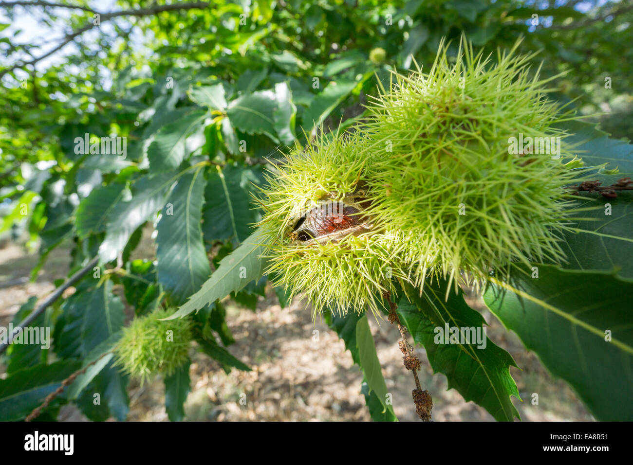 Tree nut hi-res stock photography and images - Alamy