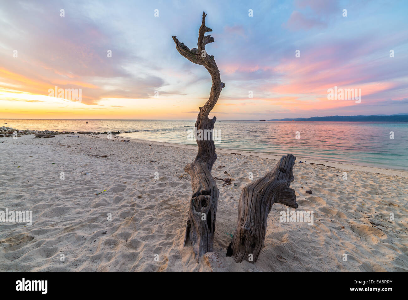 Braided trunk hi-res stock photography and images - Alamy