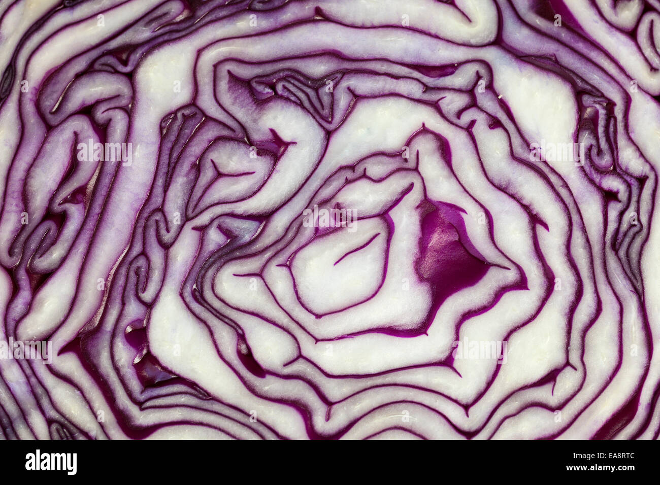 Red cabbage cross section Stock Photo - Alamy