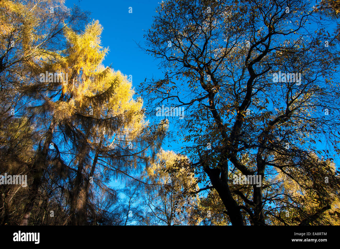 A silhouette of a tree with a blue sky hi-res stock photography and ...