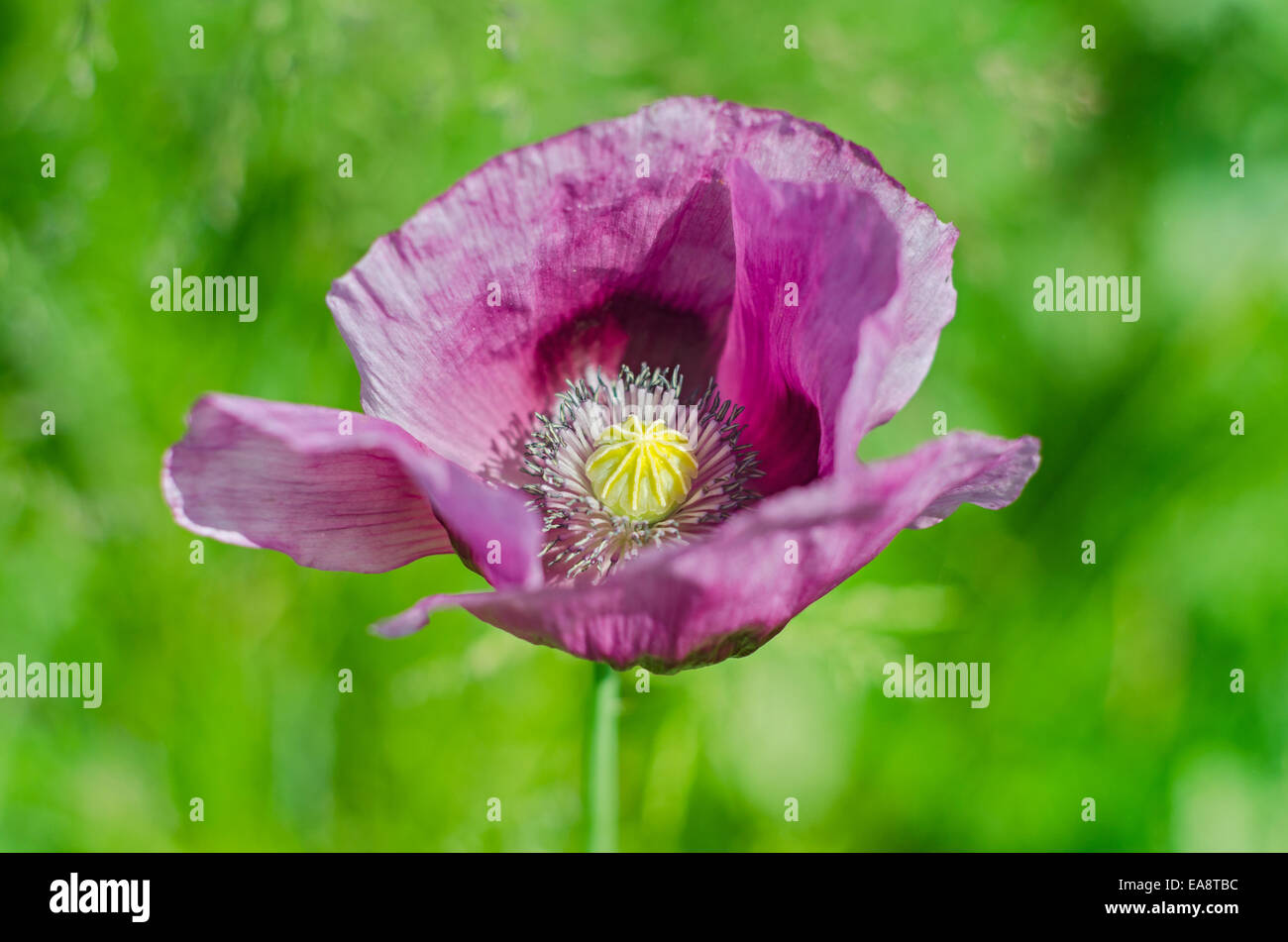 Purple poppy remembrance hi-res stock photography and images - Alamy