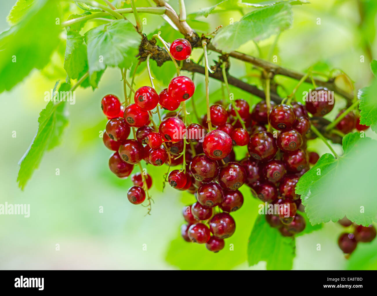 Bunch of red currant berry on the bush Stock Photo - Alamy
