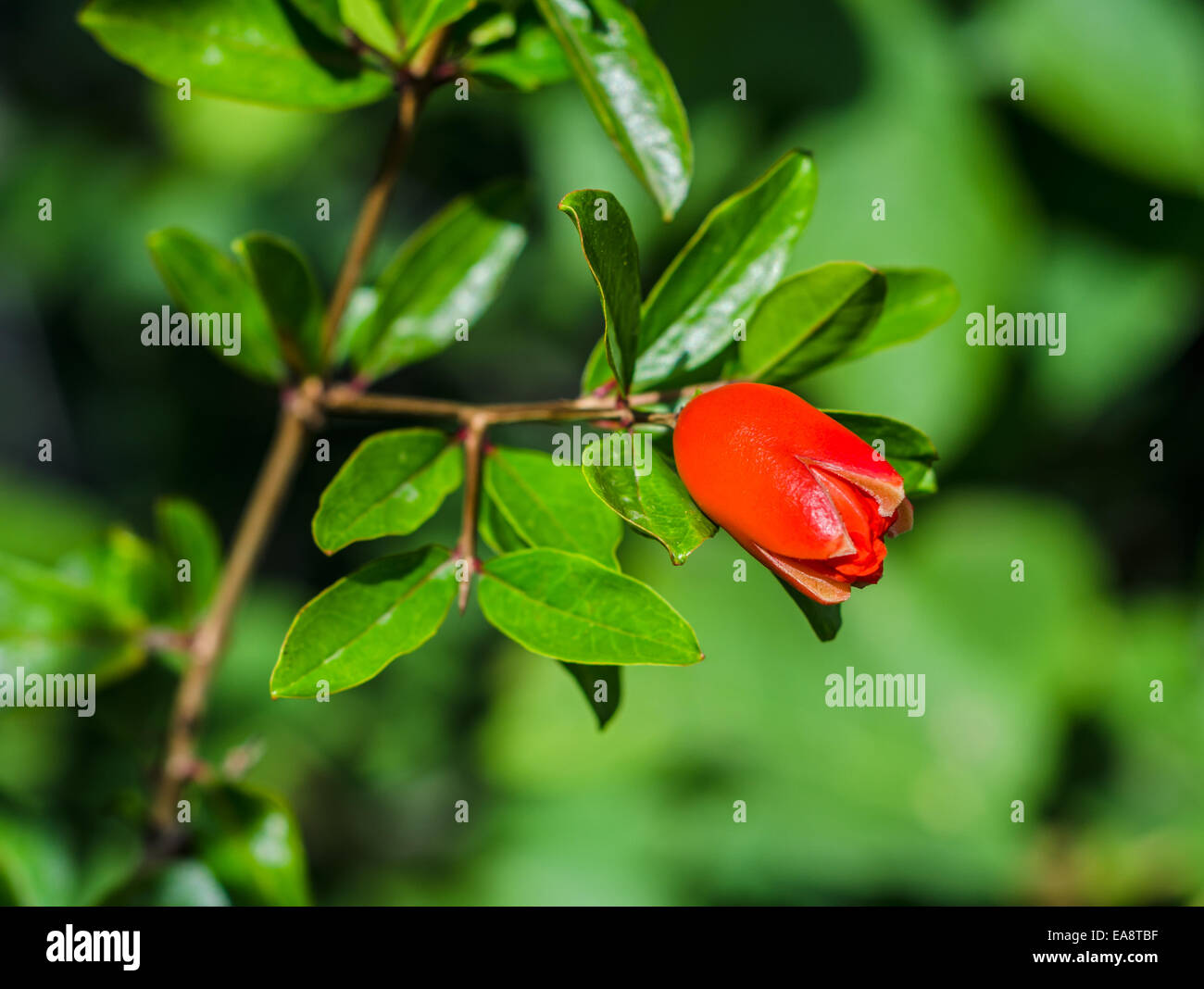 Red pomegranate blossom with fruit ovary Stock Photo - Alamy