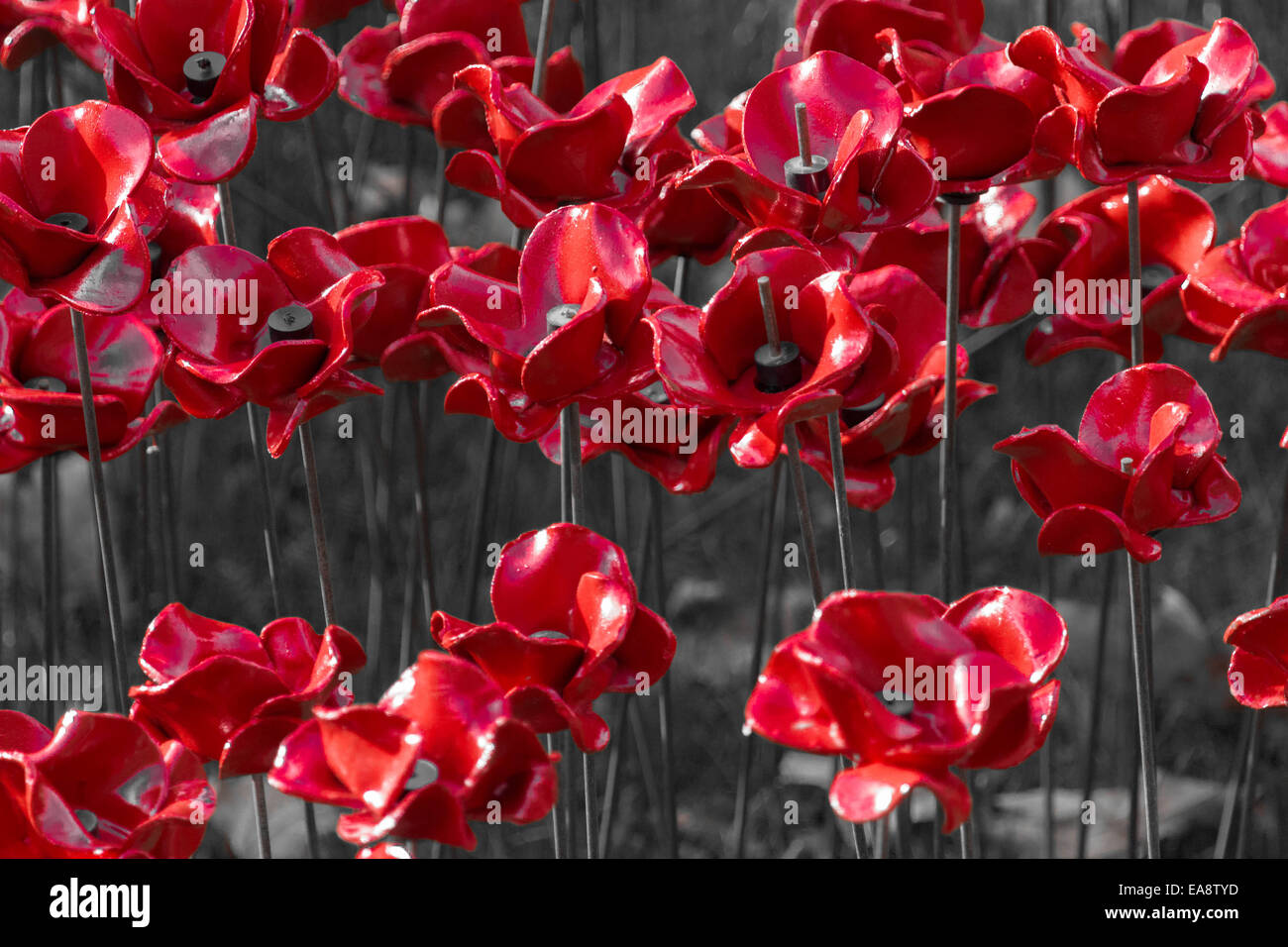 Red Poppies - Tower of London Stock Photo - Alamy