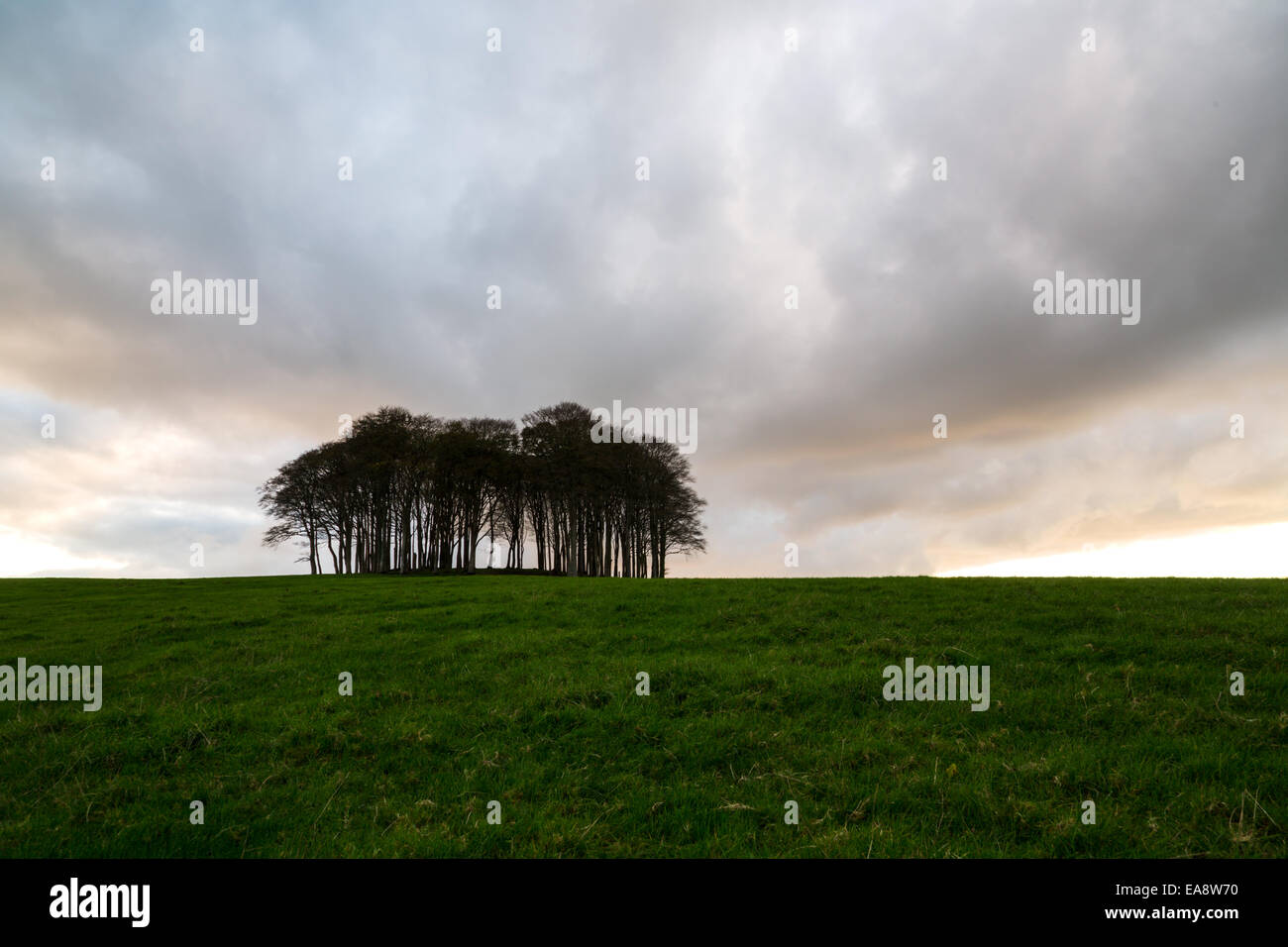 Fairy Wood Devon Stock Photo - Alamy