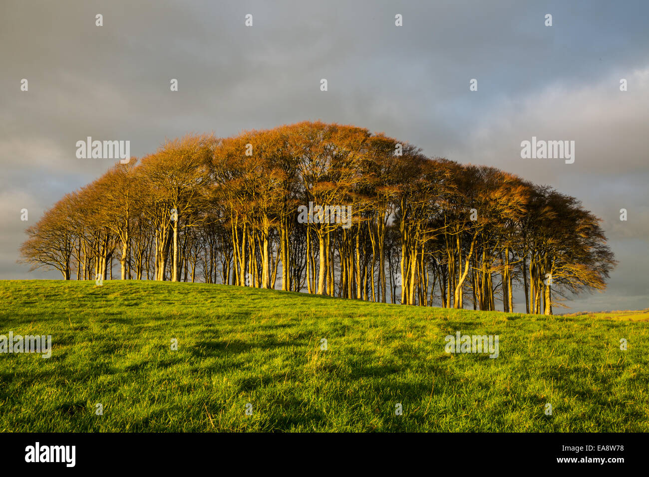 Lifton devon hi-res stock photography and images - Alamy