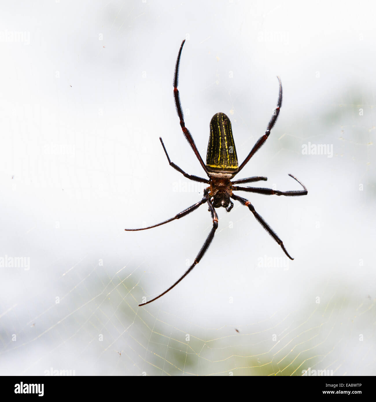 Forest weaver hi-res stock photography and images - Alamy