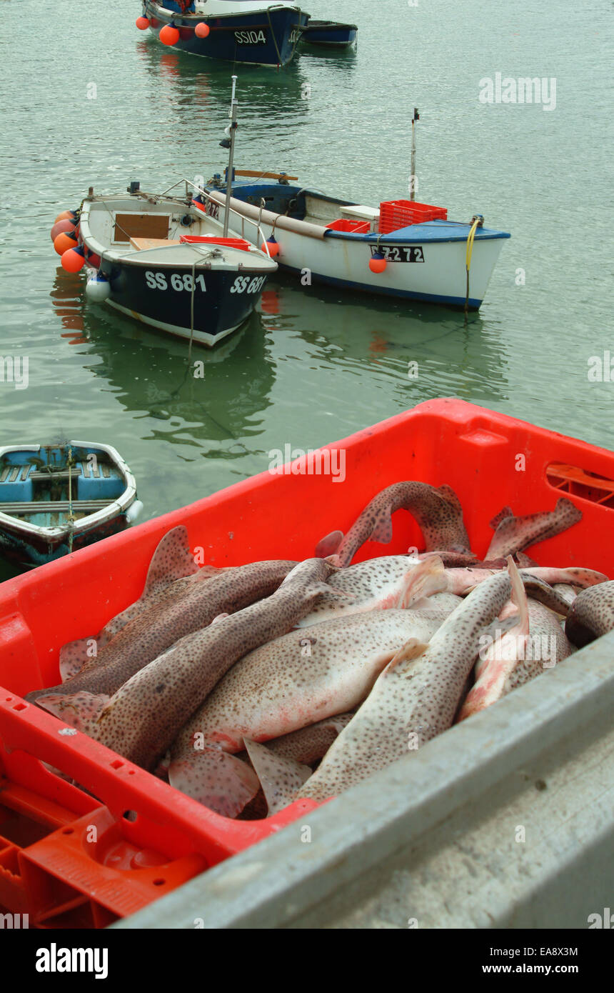 Fish Catch on harbour quayside Stock Photo - Alamy