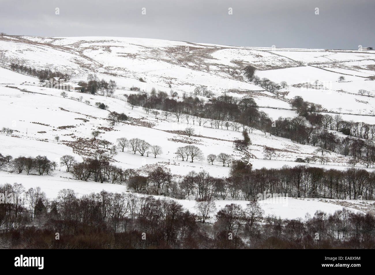 Snow covered English landscape of field and trees below Coombes edge in ...