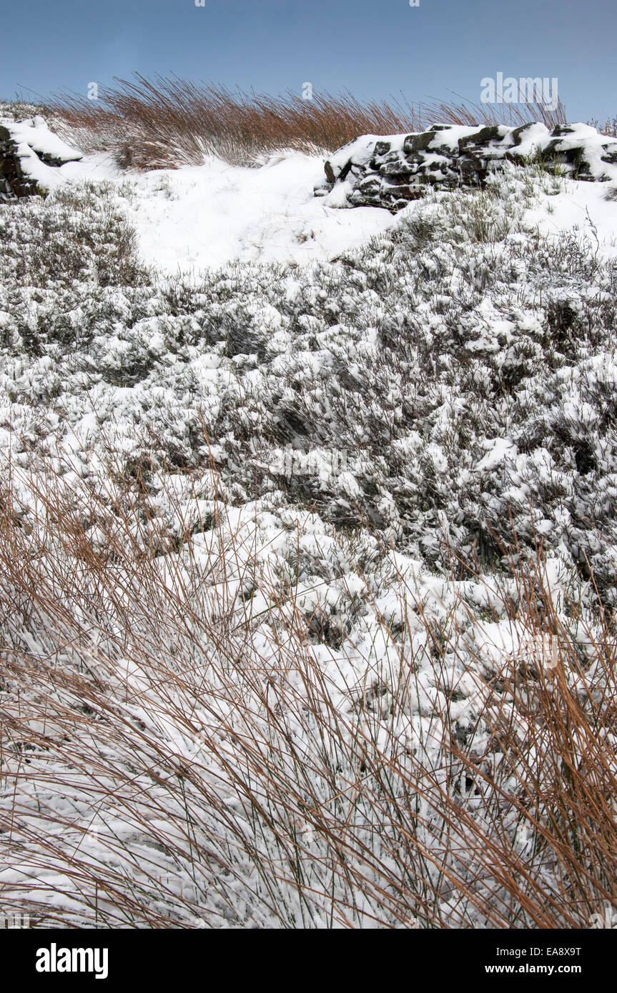 Snowy landscape detail of grasses, bilberry bushes and stone wall ...