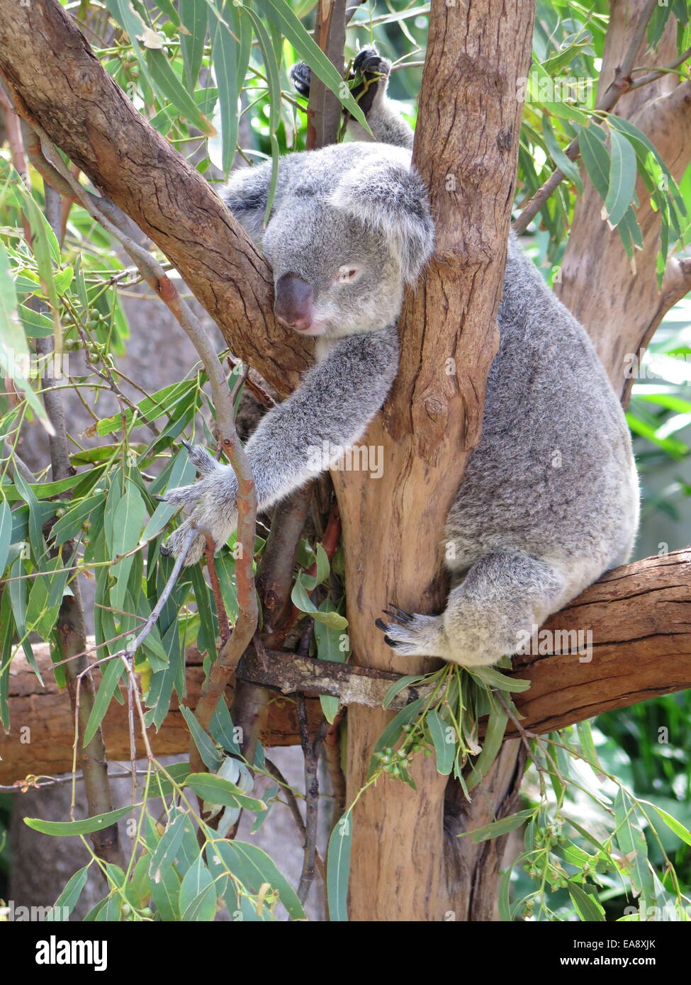 Koala Bear in a Eucalyptus Tree in Australia Stock Photo - Alamy