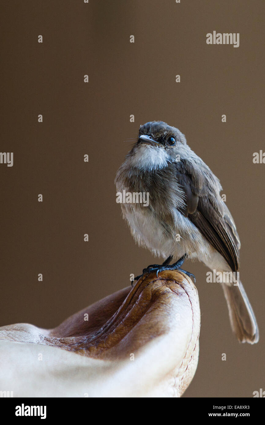 Swamp flycatcher hi-res stock photography and images - Alamy