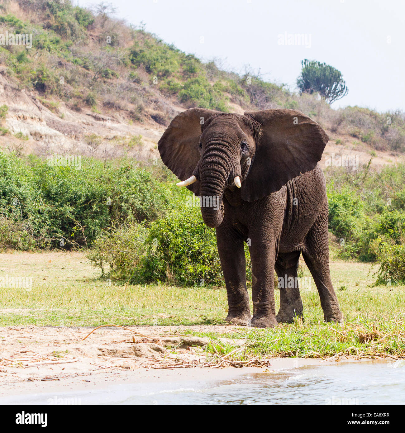 An African Elephant on the banks of the Kazinga Channel, Uganda Stock ...