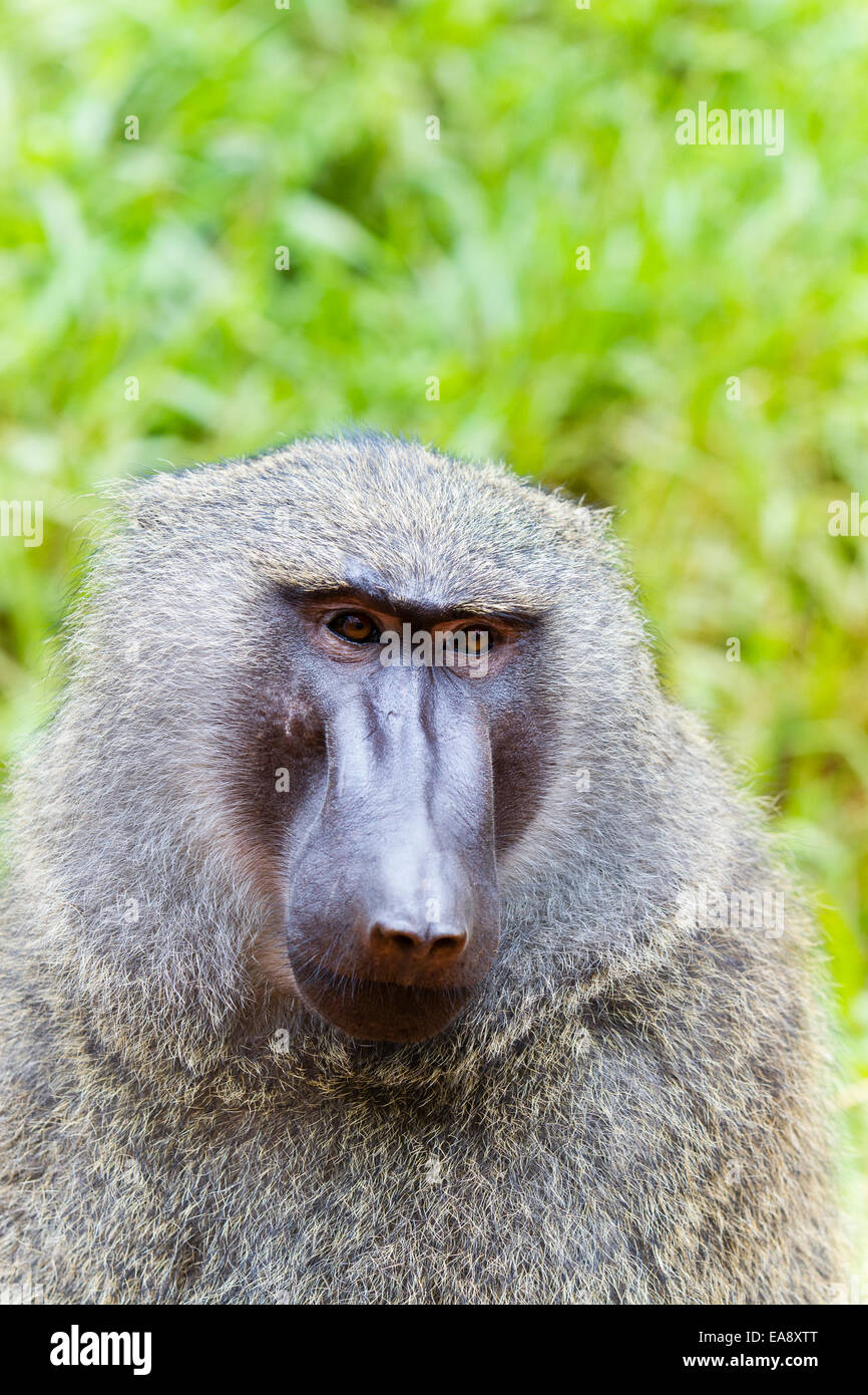 African baboon hi-res stock photography and images - Alamy