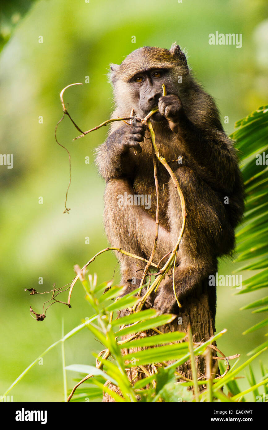 African swamp hi-res stock photography and images - Alamy