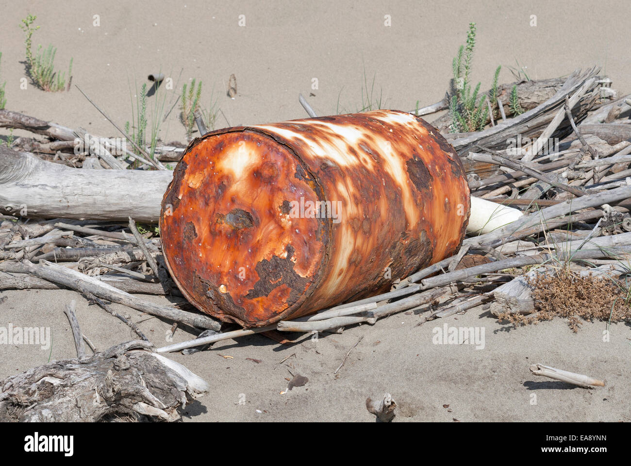 rusty iron barrel on the sandy beach of Tuscany, Italy Stock Photo - Alamy