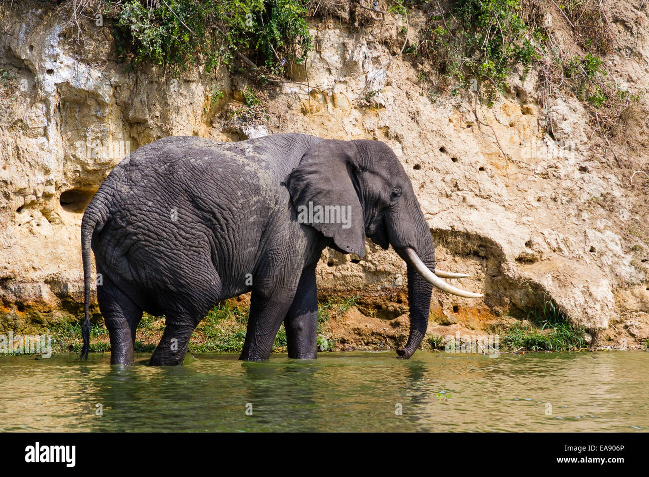 An African Elephant on the banks of the Kazinga Channel, Uganda Stock ...