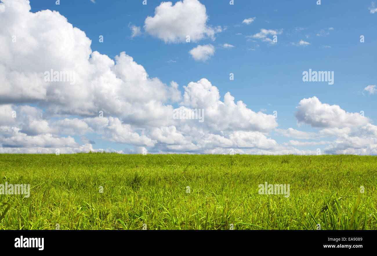 Nice fresh green hi-res stock photography and images - Alamy