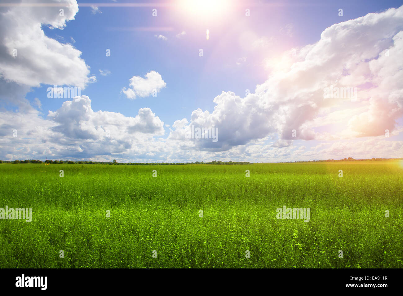 Panoramic view of nice fresh green grass and blue sky Stock Photo - Alamy