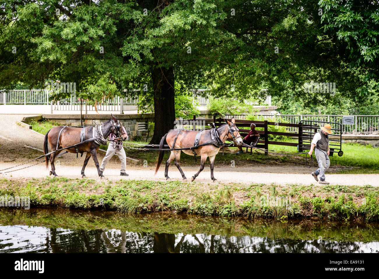 Mule team and drivers pulling Charles F Mercer, Great Falls Tavern, C&O ...
