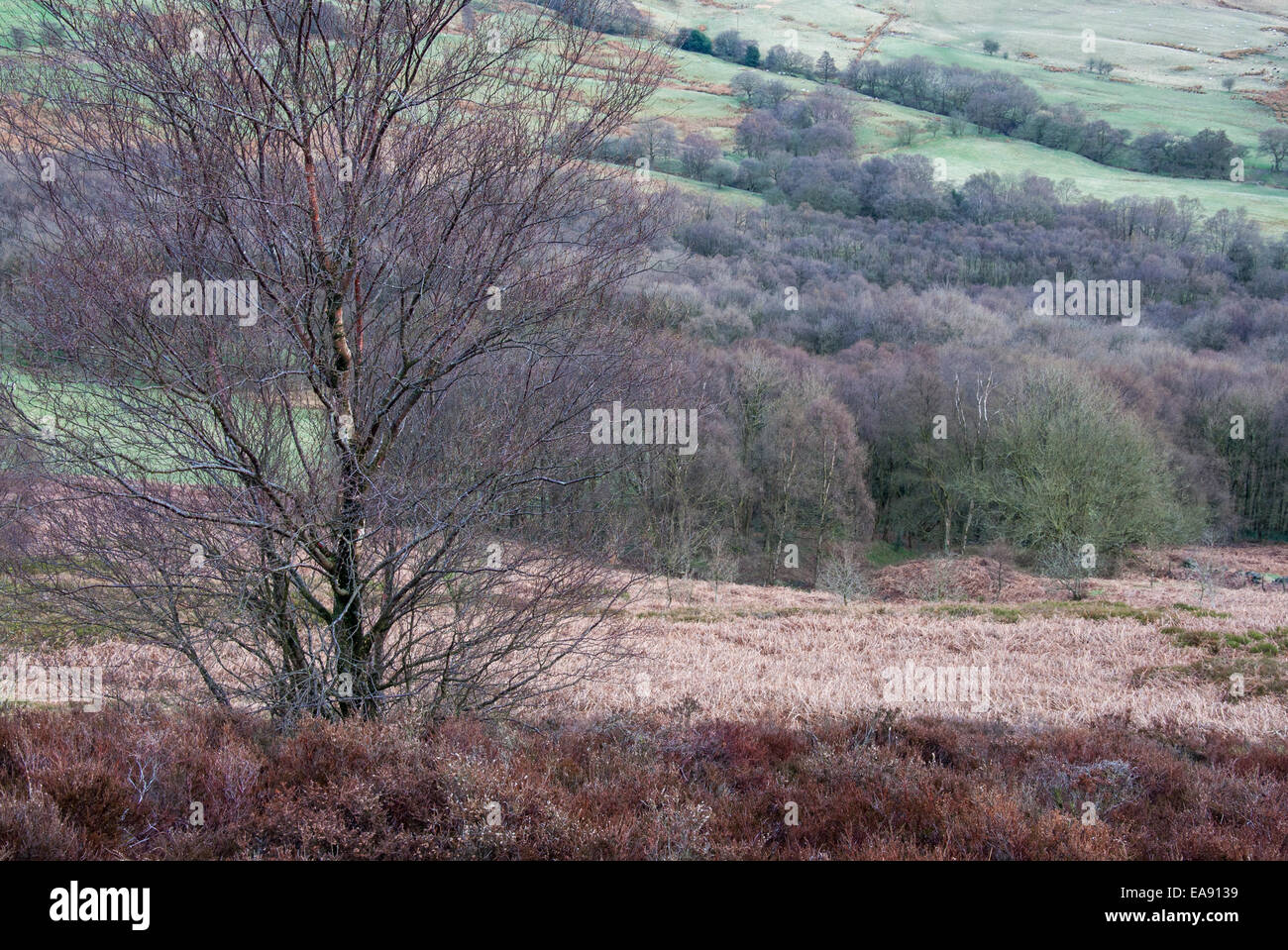 Late winter landscape below Coombes edge in Charlesworth, Derbyshire ...