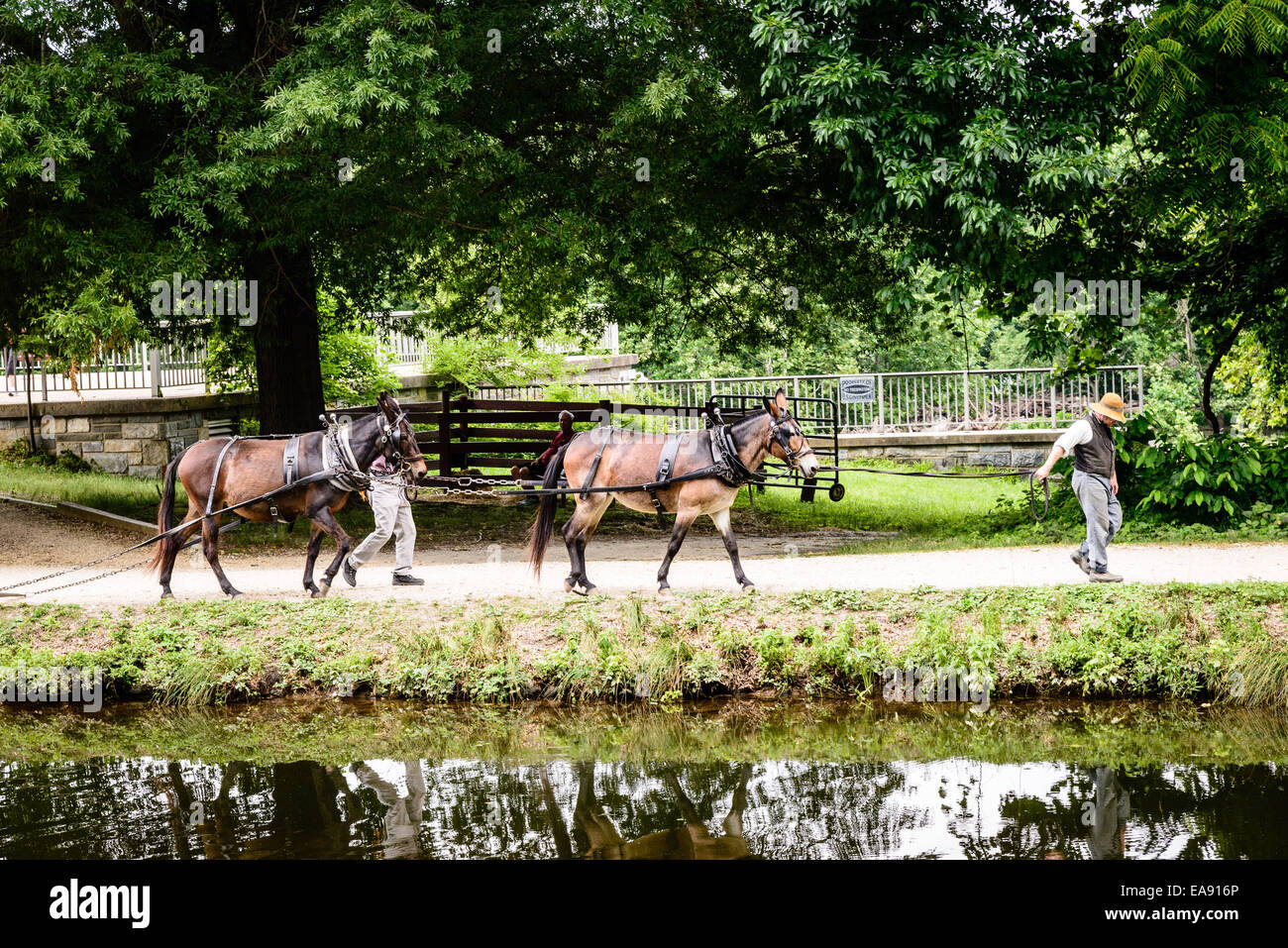 Mule team and drivers pulling Charles F Mercer, Great Falls Tavern, C&O ...