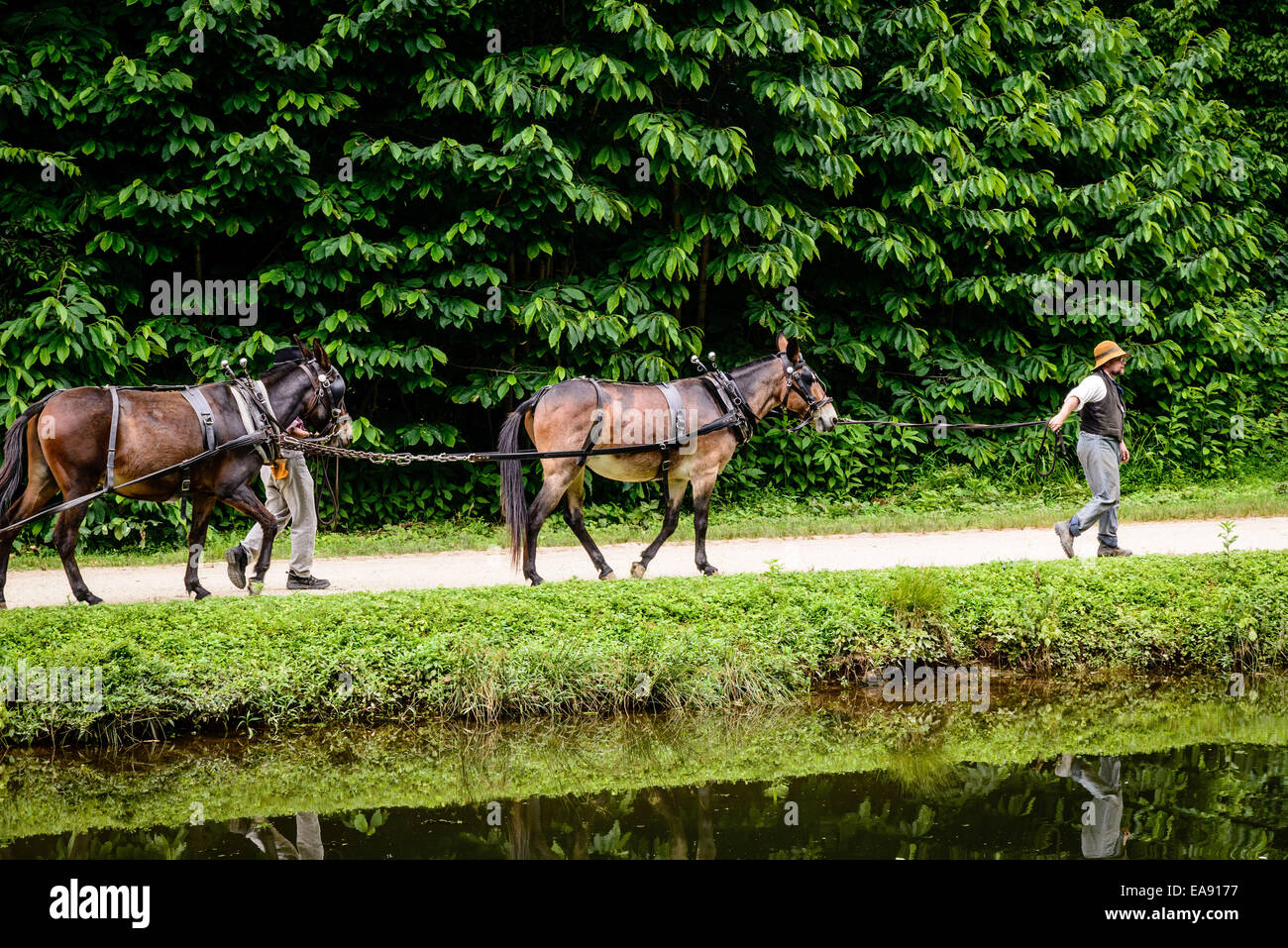 Mule barge hi-res stock photography and images - Alamy