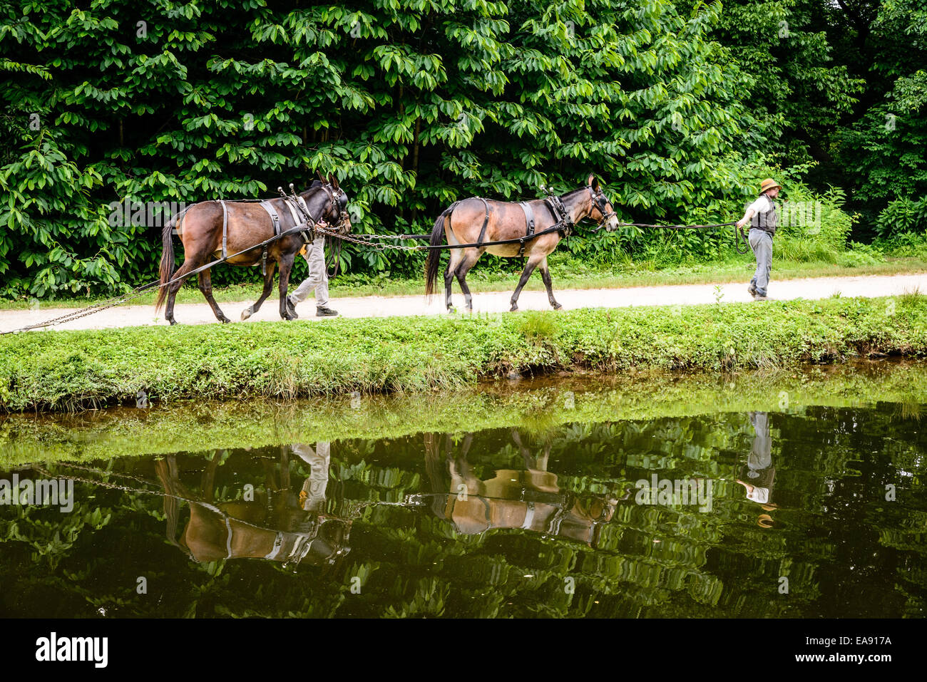 Mule team and drivers pulling Charles F Mercer, Great Falls Tavern, C&O ...