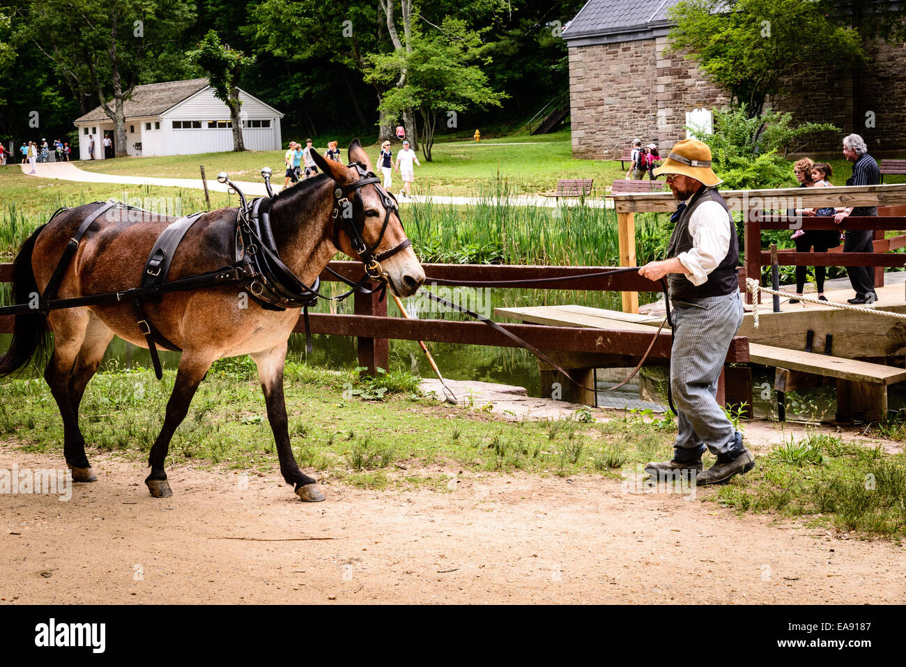 Mule team and drivers pulling Charles F Mercer, Great Falls Tavern, C&O ...