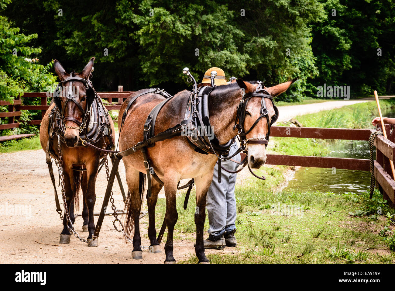 Mule team and drivers pulling Charles F Mercer, Great Falls Tavern, C&O ...