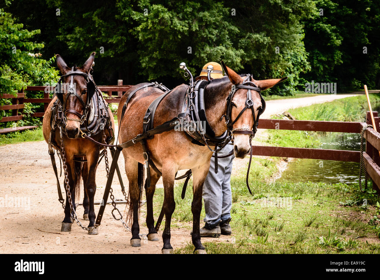 Mule team and drivers pulling Charles F Mercer, Great Falls Tavern, C&O ...