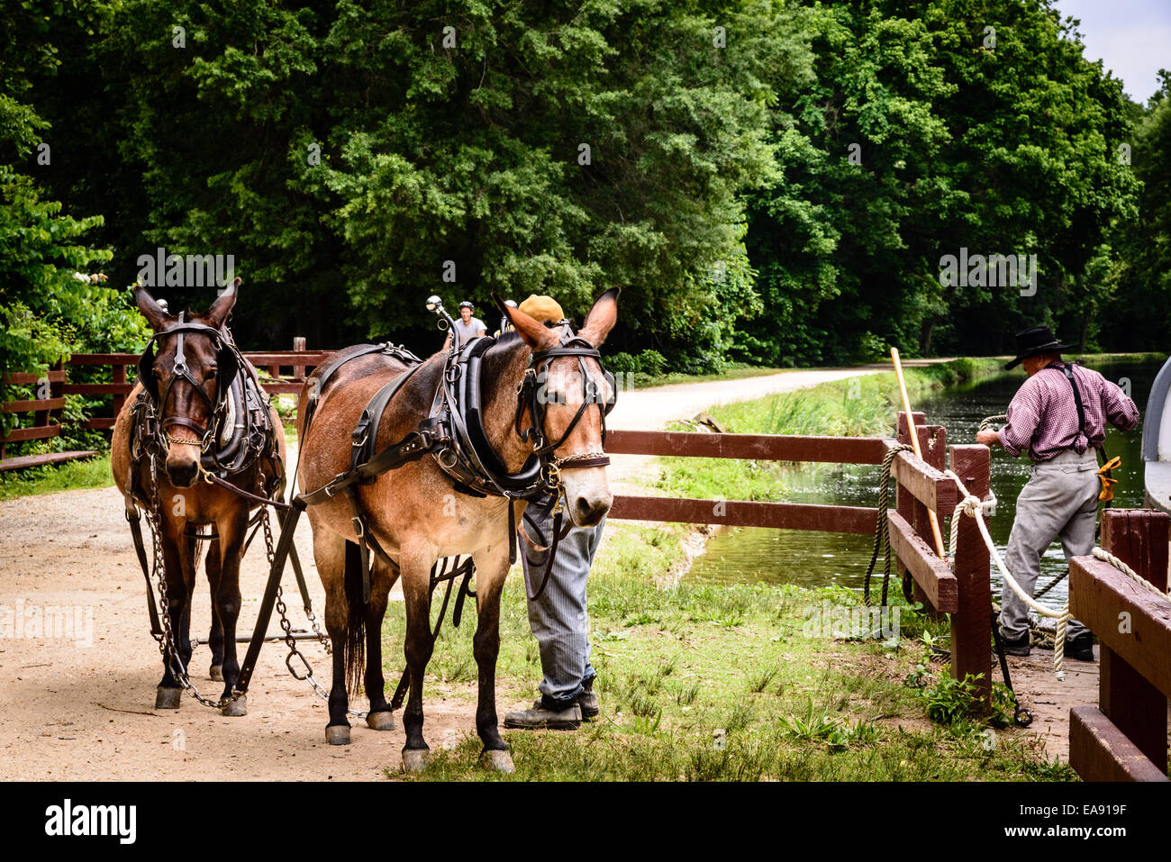 Mule team and drivers pulling Charles F Mercer, Great Falls Tavern, C&O ...