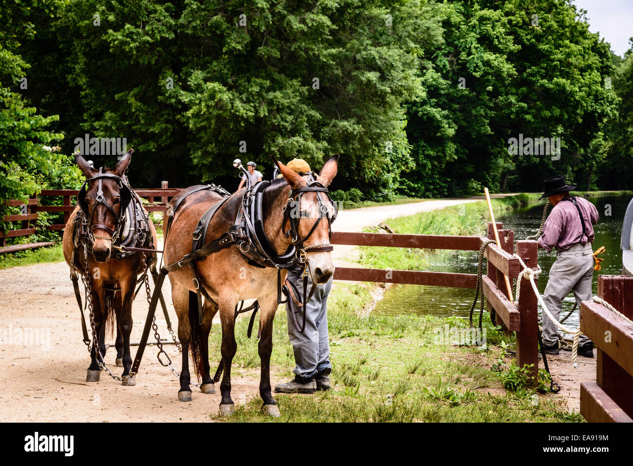 Mule team and drivers pulling Charles F Mercer, Great Falls Tavern, C&O ...