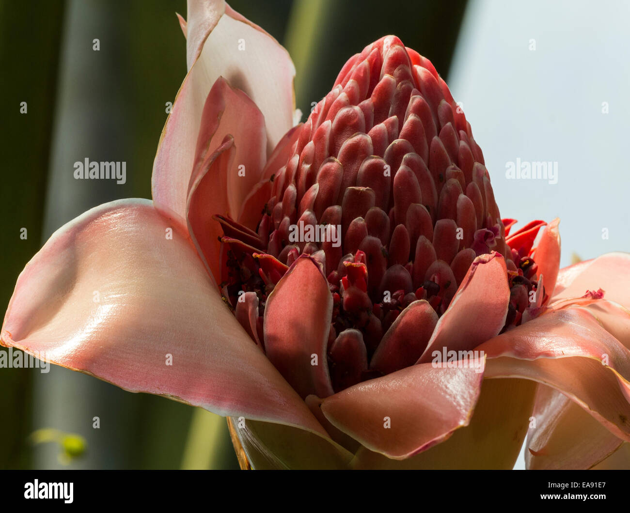 Torch ginger flower, Etlingera elatior, close up Stock Photo - Alamy