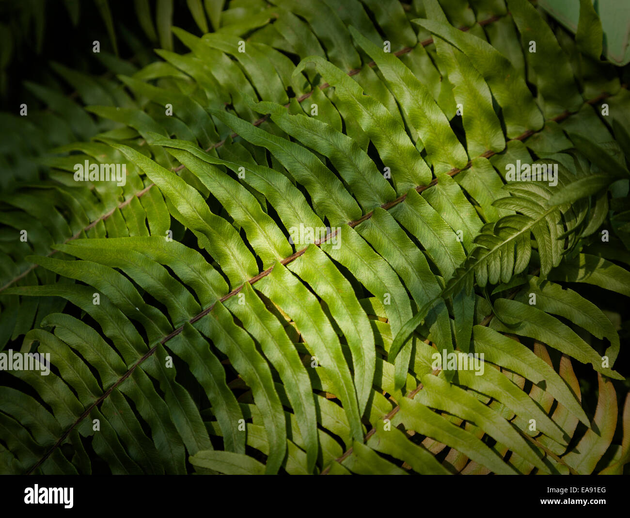 Green symmetry leaves fern hi-res stock photography and images - Alamy