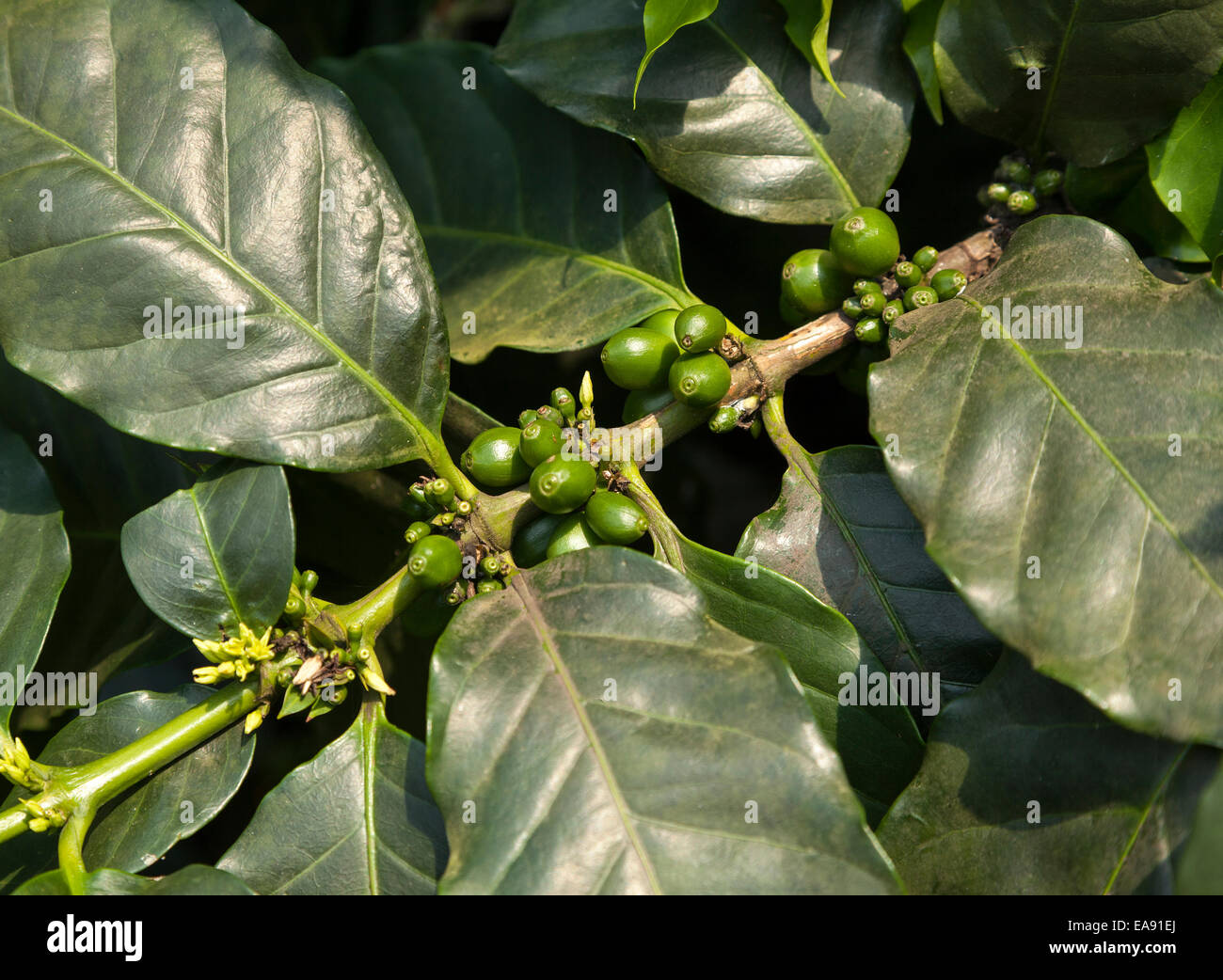 Coffee bean plant hi-res stock photography and images - Alamy