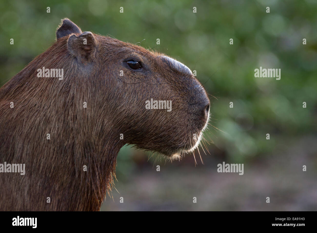 Male capybara (Hydrochoerus hydrochaeris) staring intensely, early in ...