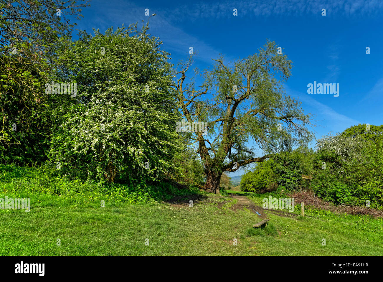 Worn paths grass hi-res stock photography and images - Alamy