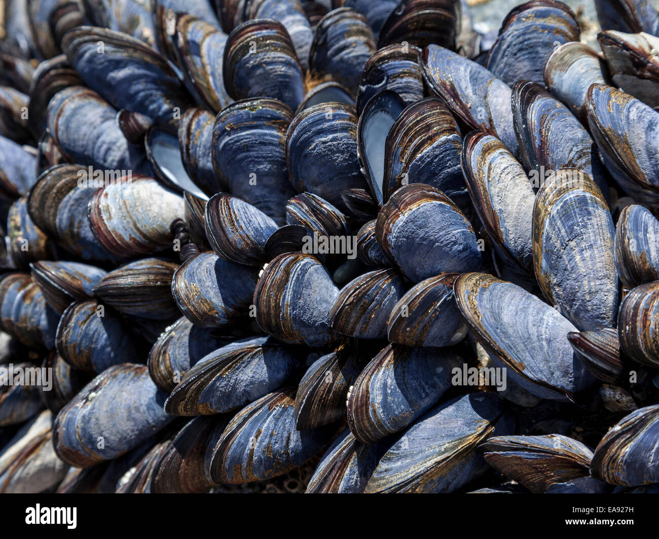 Group of mussels on a rock at low tide Stock Photo - Alamy