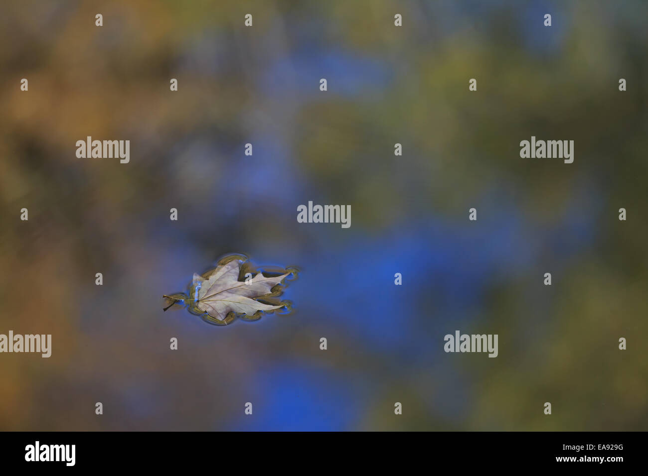 Maple leaf floating on water Stock Photo - Alamy